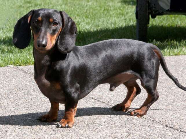 Jamnik – Charakterystyka i opis rasy - OhDog.pl